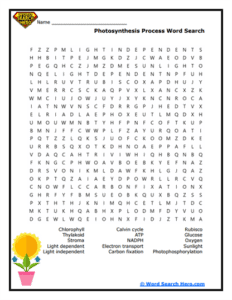 Cell Biology Word Searches