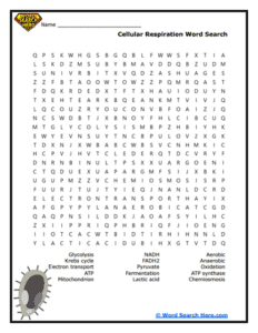 Cell Biology Word Searches