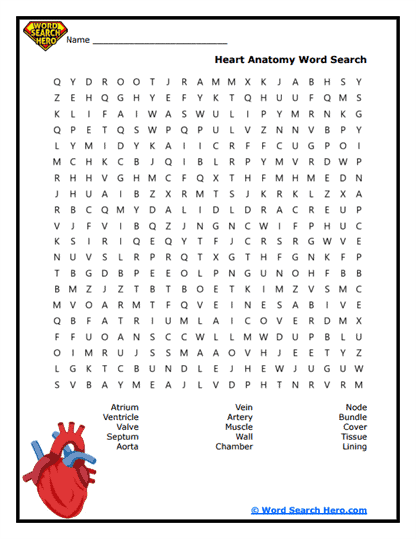 Circulatory System Word Searches - Word Search Hero.com
