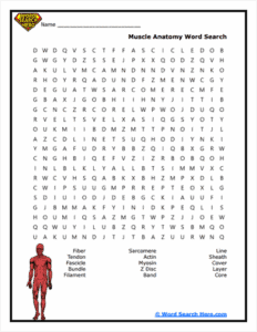 Muscular System Word Search Printables | Muscle Anatomy PDFs | Word ...