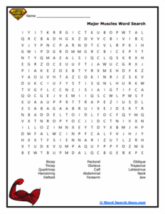 Muscular System Word Search Printables | Muscle Anatomy PDFs | Word ...