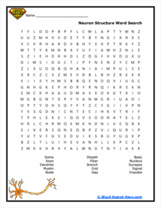 Nervous System Word Search Printables | Neurology PDFs | Word Search Hero